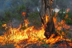 Bushfire Awareness - Fire Train